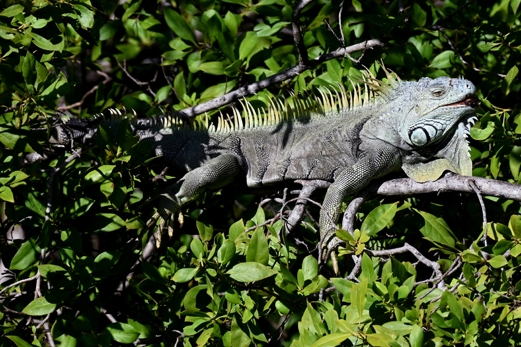 Green Iguana from Miami-Dade County, FL, USA on January 25, 2025 at 09: ...