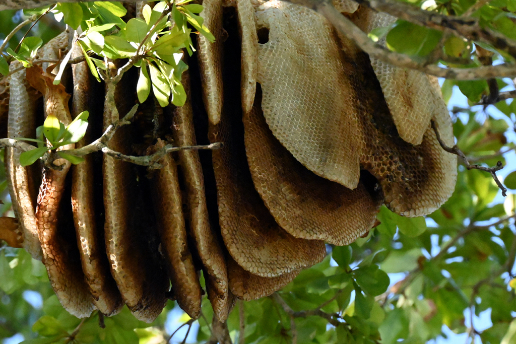 Western Honey Bee from Miami-Dade County, FL, USA on January 25, 2025 ...