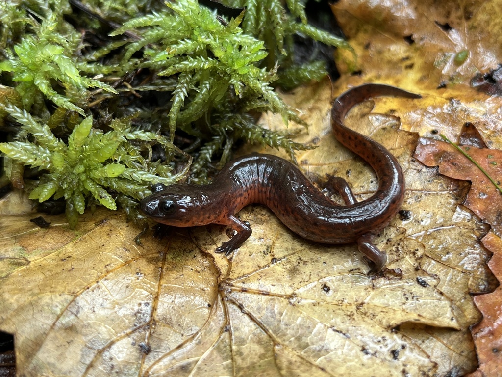 Mud Salamander in December 2024 by floridanus. ssp. floridanus Not sure ...