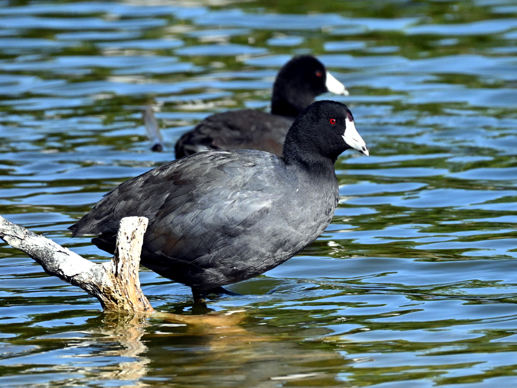 American Coot from Miami-Dade County, FL, USA on January 25, 2025 at 10 ...