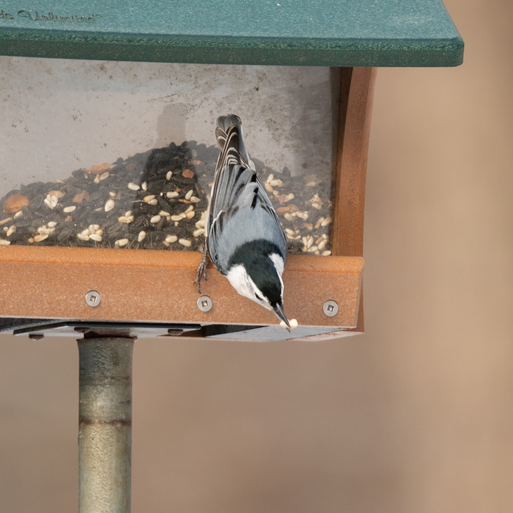 White-breasted Nuthatch from Okemos, MI 48864, USA on January 26, 2025 ...