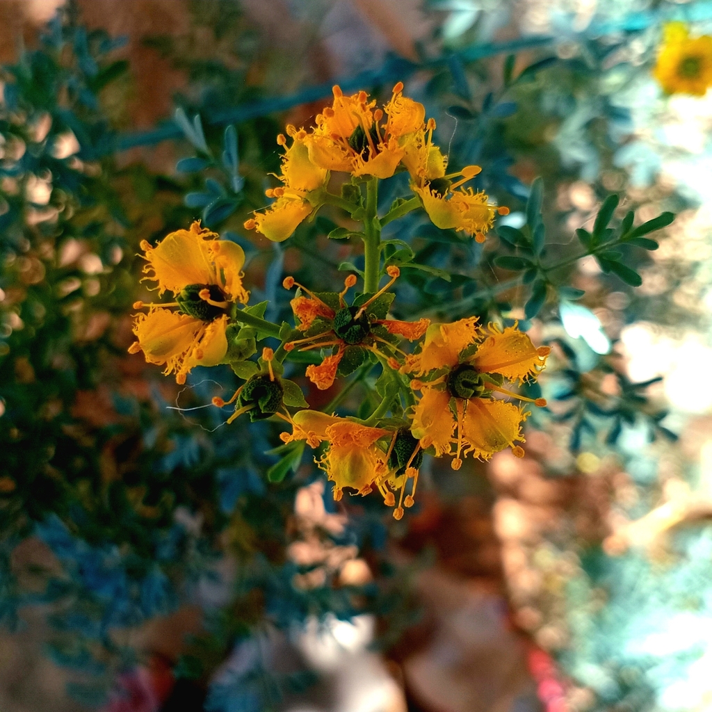 Ruda desde 71534 Oax., México el 26 de enero de 2025 a las 11:53 AM de ...