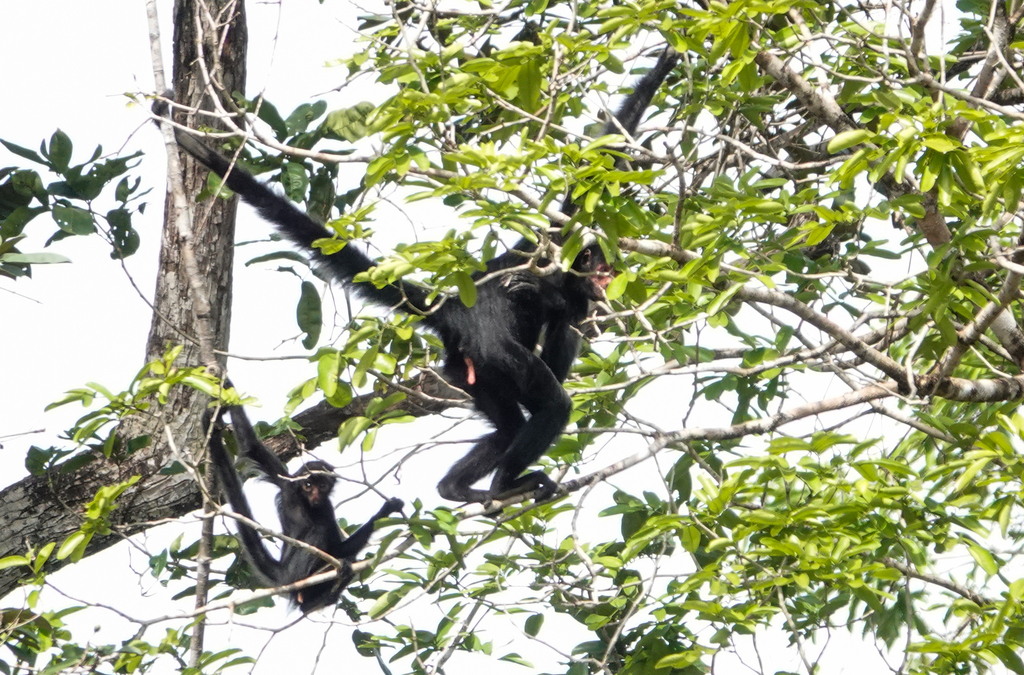 Guiana Spider Monkey in January 2025 by Paul Prior · iNaturalist