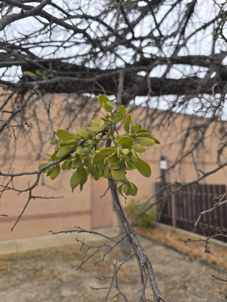 leafy mistletoes from Fort Cavazos, TX, USA on January 26, 2025 at 12: ...
