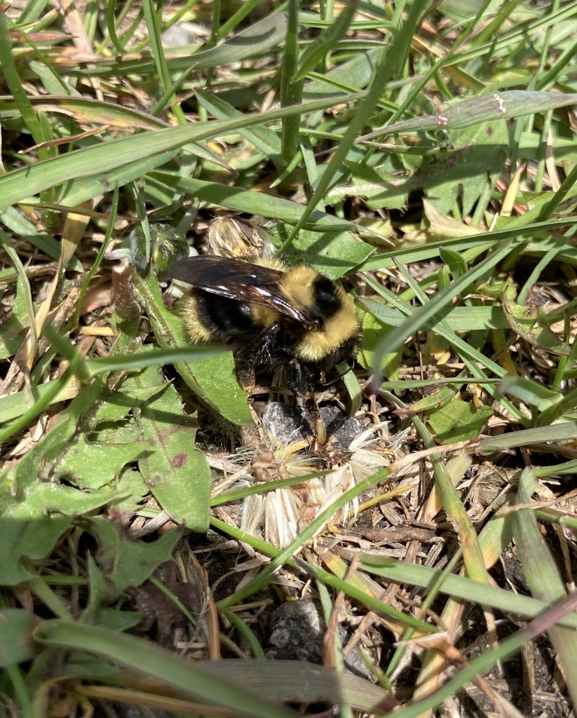 Red-belted Bumble Bee from Southwest Calgary, Calgary, AB, Canada on ...