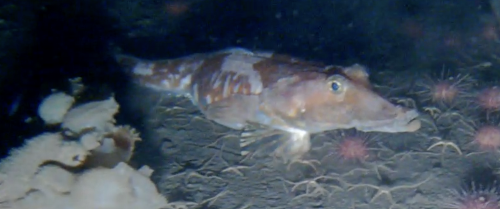 (Parachaenichthys charcoti) - Marine Life Identification
