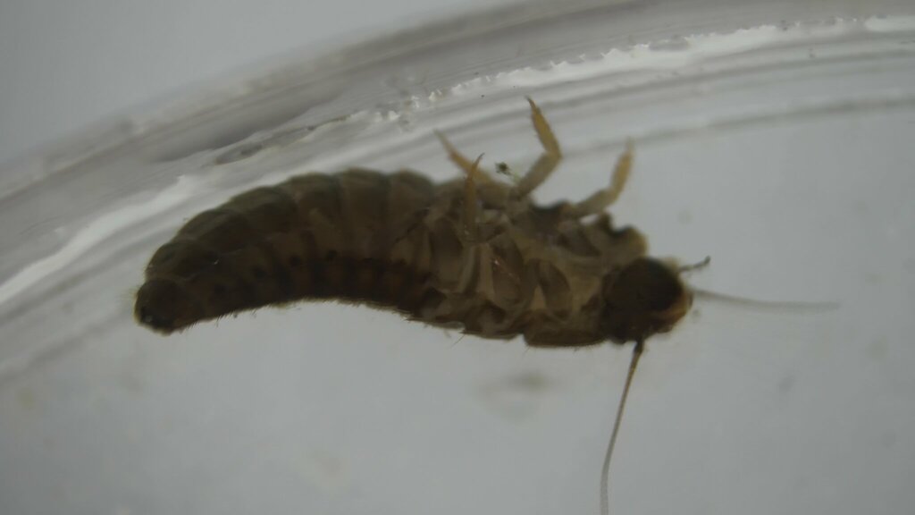 Elateriform Beetles from 29646 Bispingen, Deutschland on January 26 ...