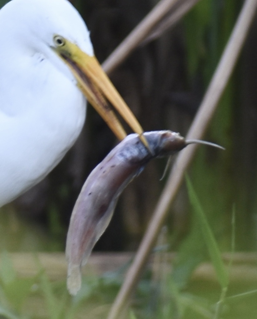 Walking Catfish from Bird Rookery Swamp Trail, Naples, FL, US on ...
