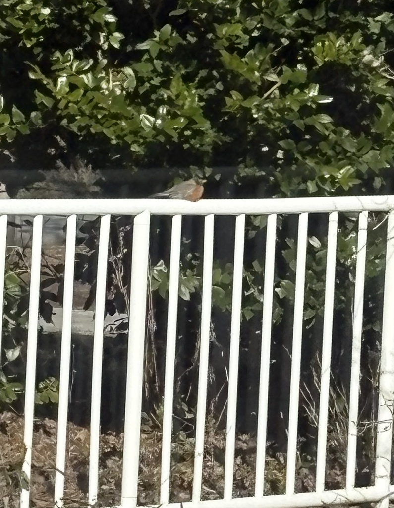 American Robin from Pritchard Park, Chapel Hill, NC, US on January 26 ...