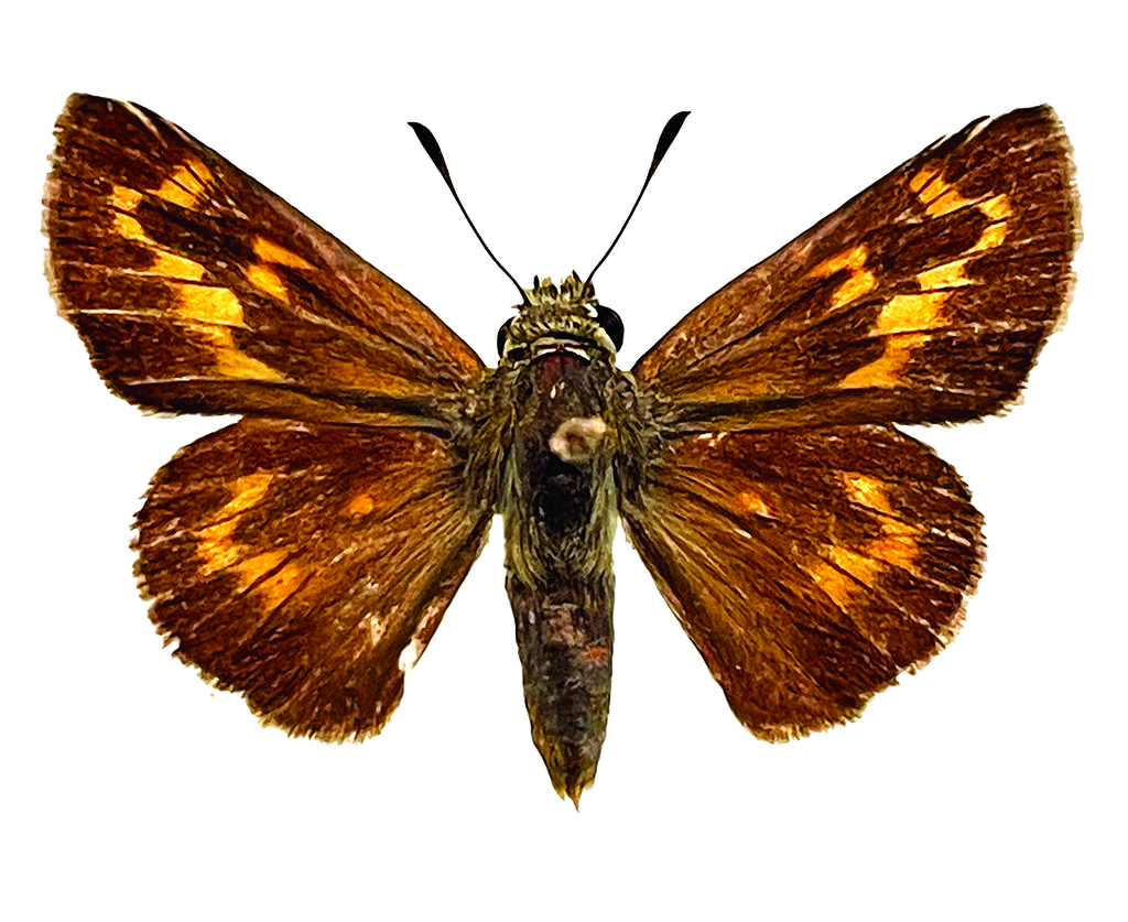 Rockland Grass Skipper - Keys Race in September 1982 by John V. Calhoun ...