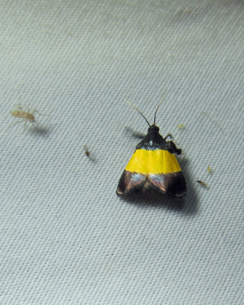 Butterflies and Moths from Napo Wildlife Center Ecuador on September 9 ...