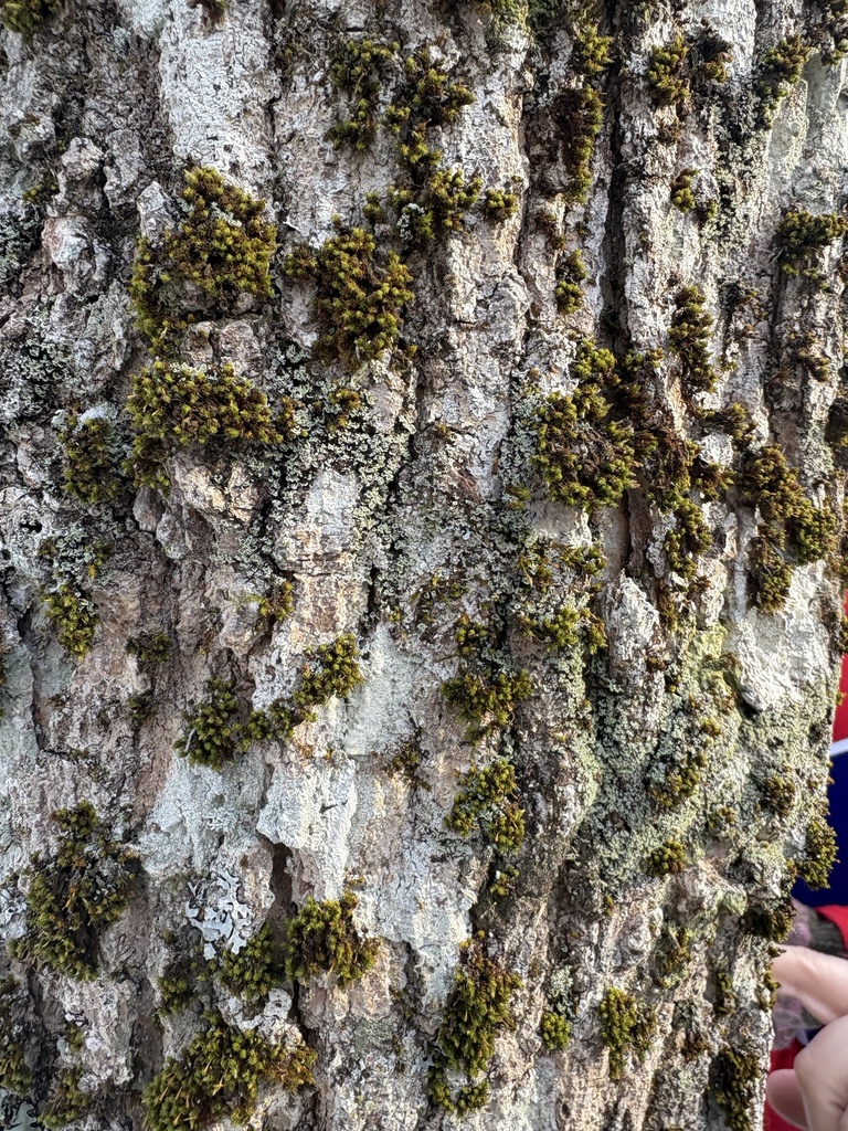 maples from Cape Breton Island, Victoria, NS, CA on January 15, 2025 at ...