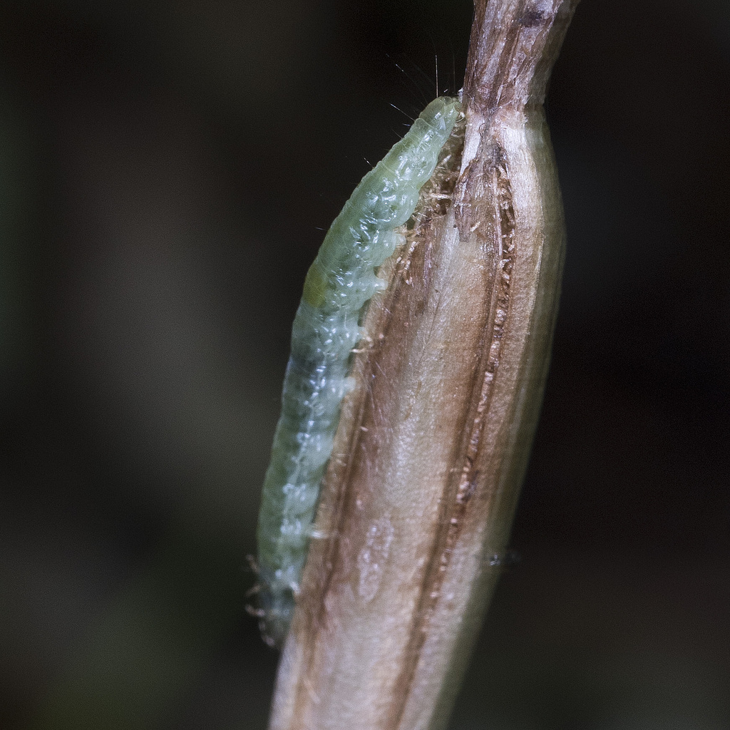 Cotton Leaf Roller from Western Bay of Plenty District, Bay of Plenty, New Zealand on December ...