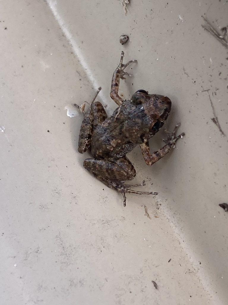 Greenhouse Frog from Ave Maria University, Ave Maria, FL, US on January ...