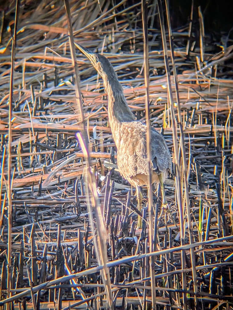 American Bittern from Ravenel, SC 29470, USA on January 17, 2025 at 04: ...