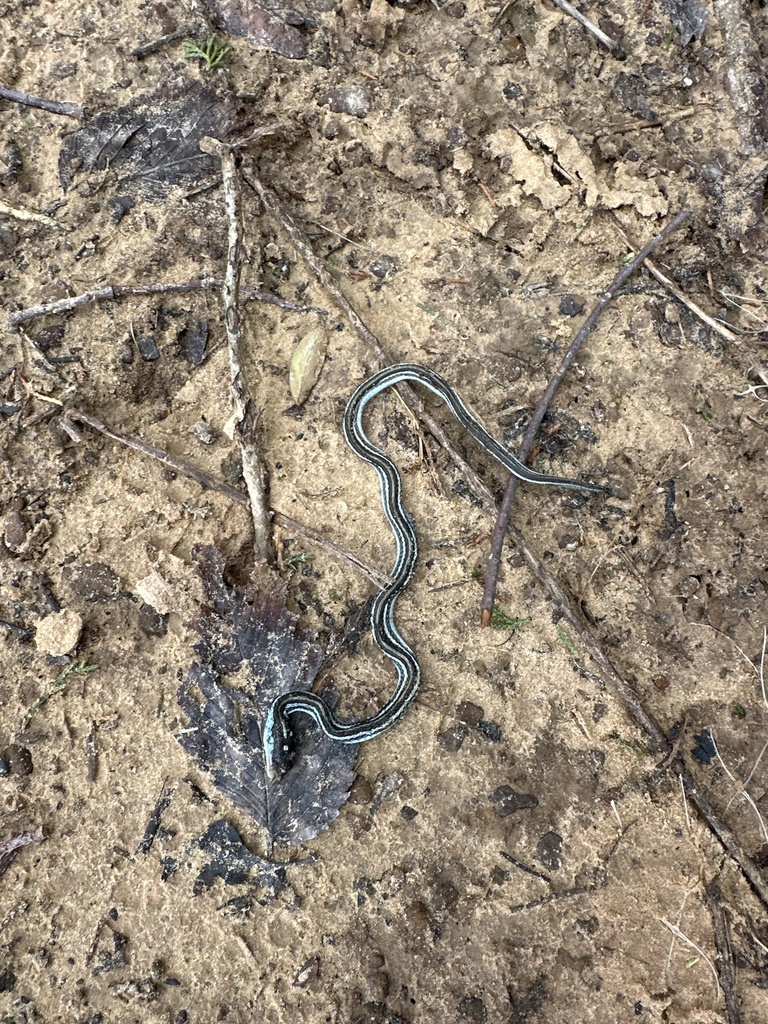 Western Ribbon Snake from Par Dr, Denton, TX, US on January 26, 2025 at ...