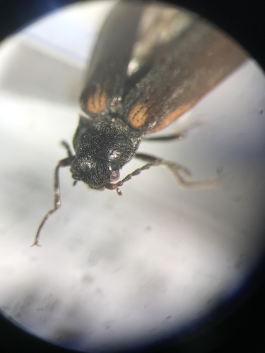 Estriate Click Beetle (Eanus estriatus) · iNaturalist