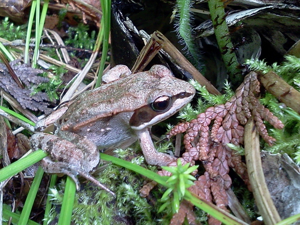 Wood Frog from Door County, WI, USA on June 13, 2016 at 11:42 AM by ...