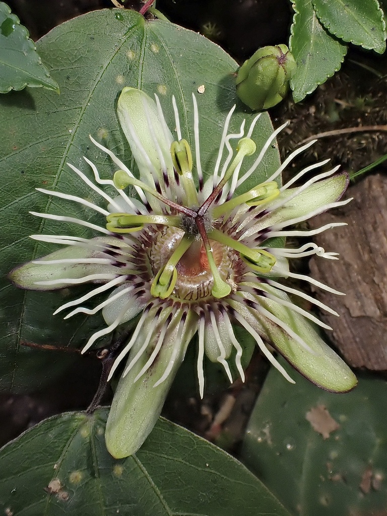 Passiflora pala in January 2025 by ulsterbotany · iNaturalist