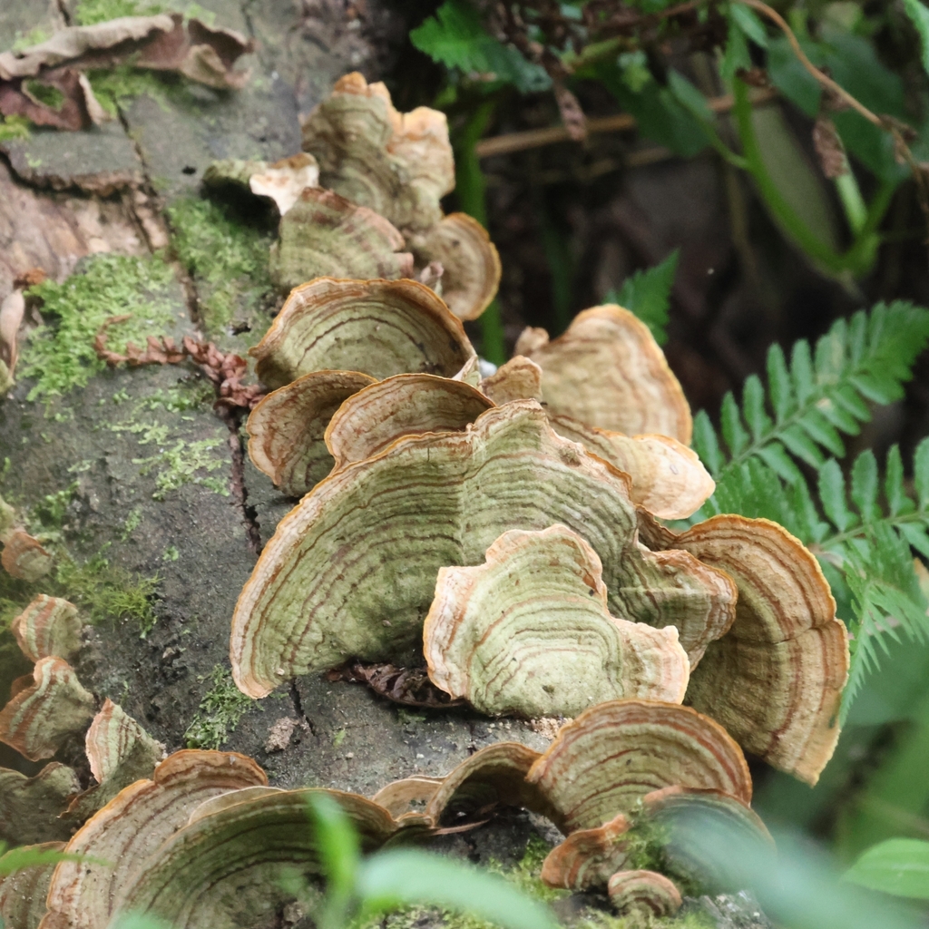 False Turkey-Tail from Tremont VIC 3785, Australia on January 22, 2025 ...