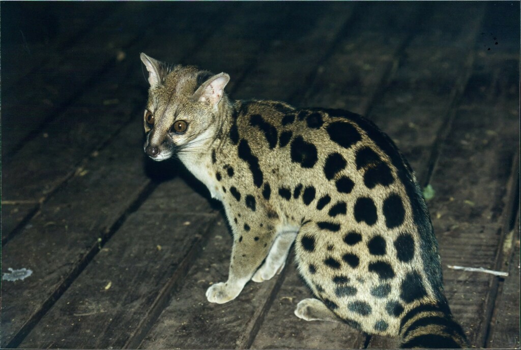 Rusty-spotted Genet from Samburu National Reserve, Kenya on February 3 ...