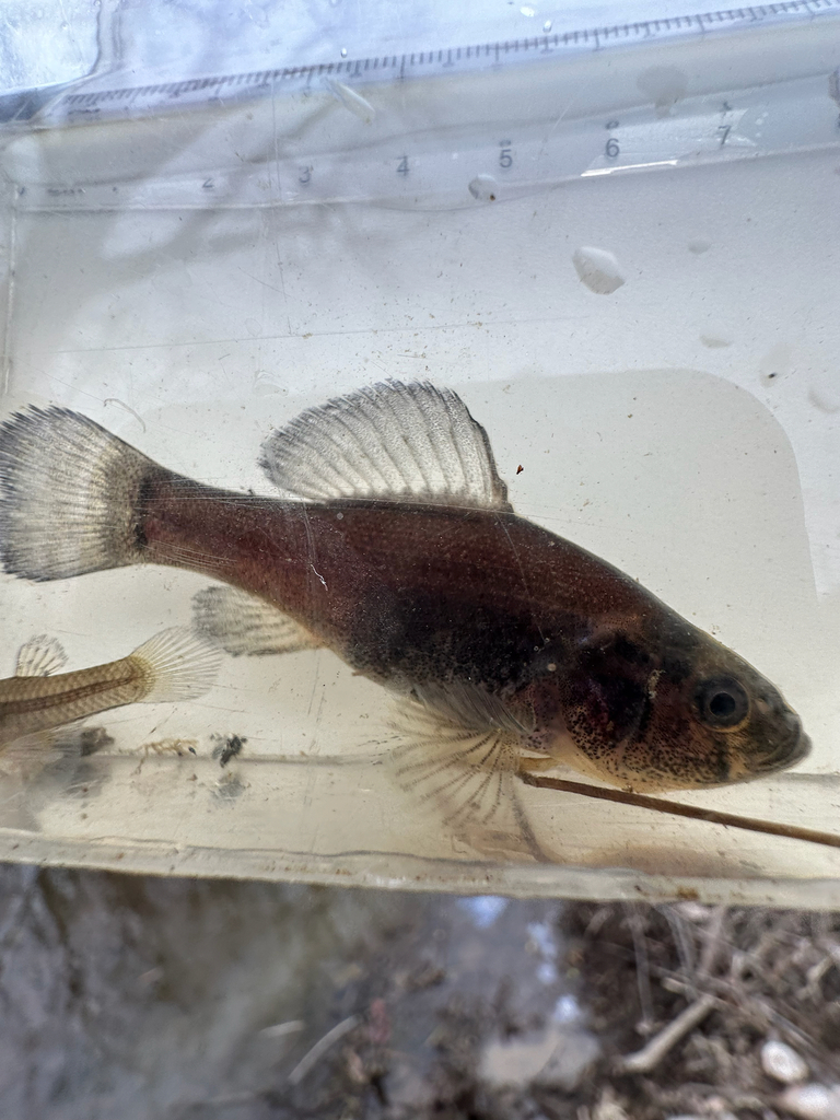 Western Pirate Perch from Larue Rd, Wolf Lake, IL, US on February 10 ...
