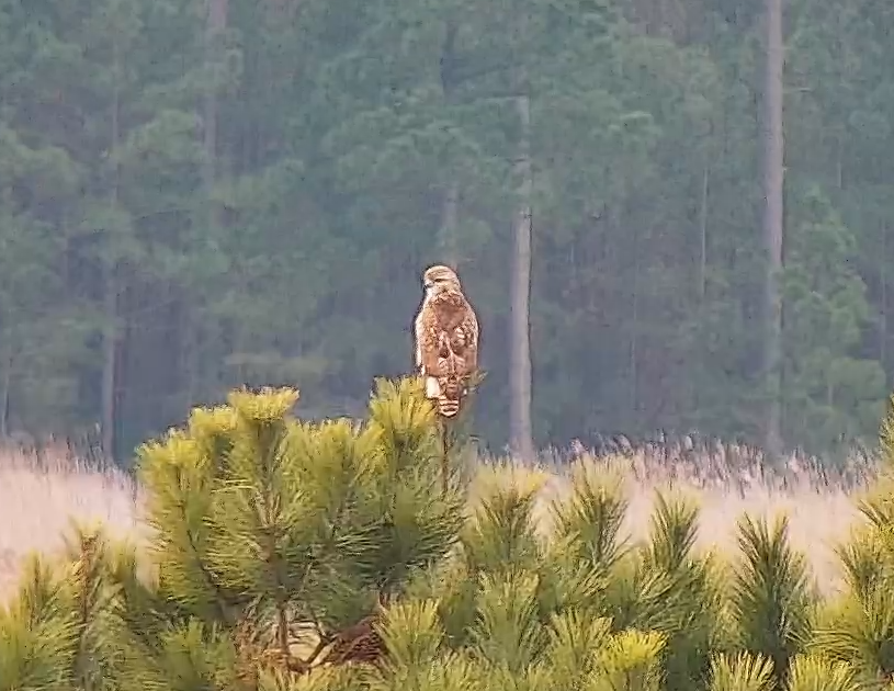 Red-tailed Hawk from Hog Island Wildlife Manage Area on January 26 ...