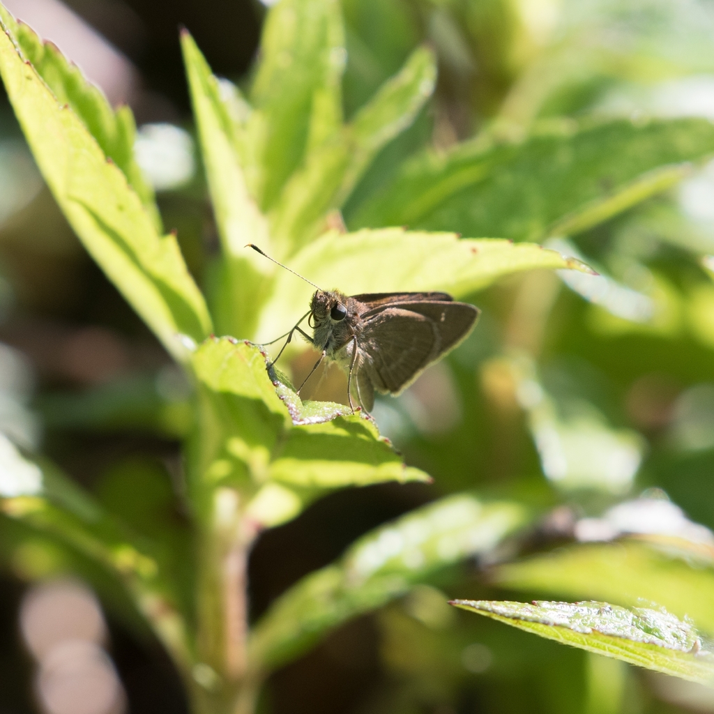 Three-spotted Skipper from Quiet Waters Park on January 25, 2025 at 11: ...