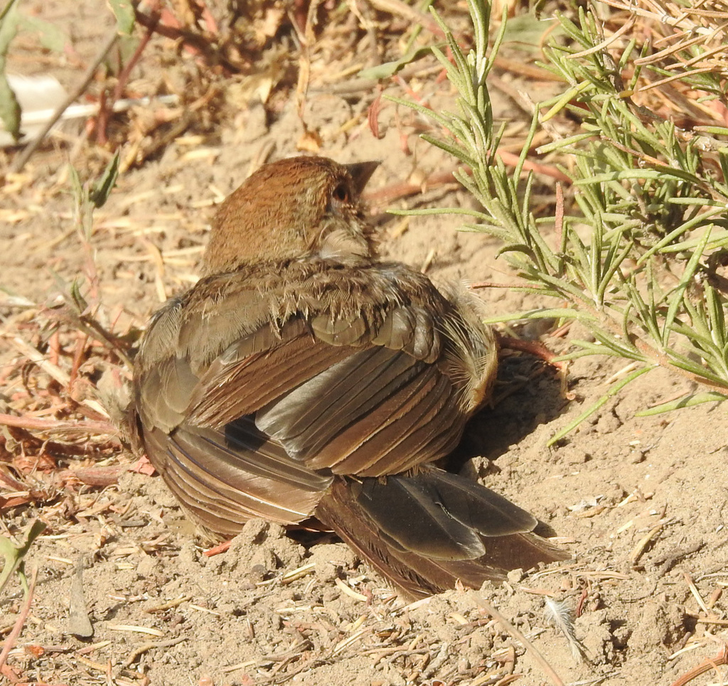California Towhee from Ragle Ranch County Park, Sebastopol, CA, USA on ...