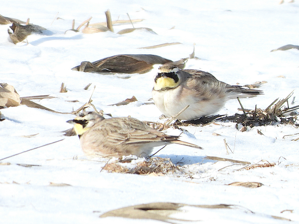 Horned Lark from Jackson County, MI, USA on January 24, 2025 at 02:41 ...