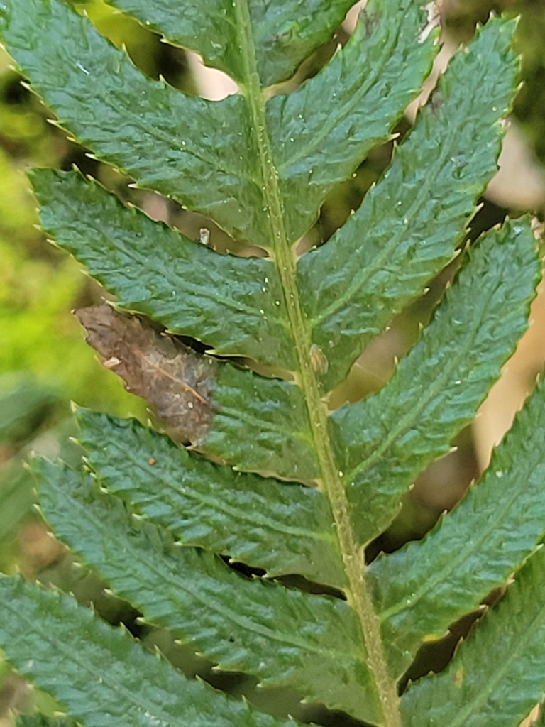 Rasp fern from Temple View, Hamilton, New Zealand on January 11, 2025 ...