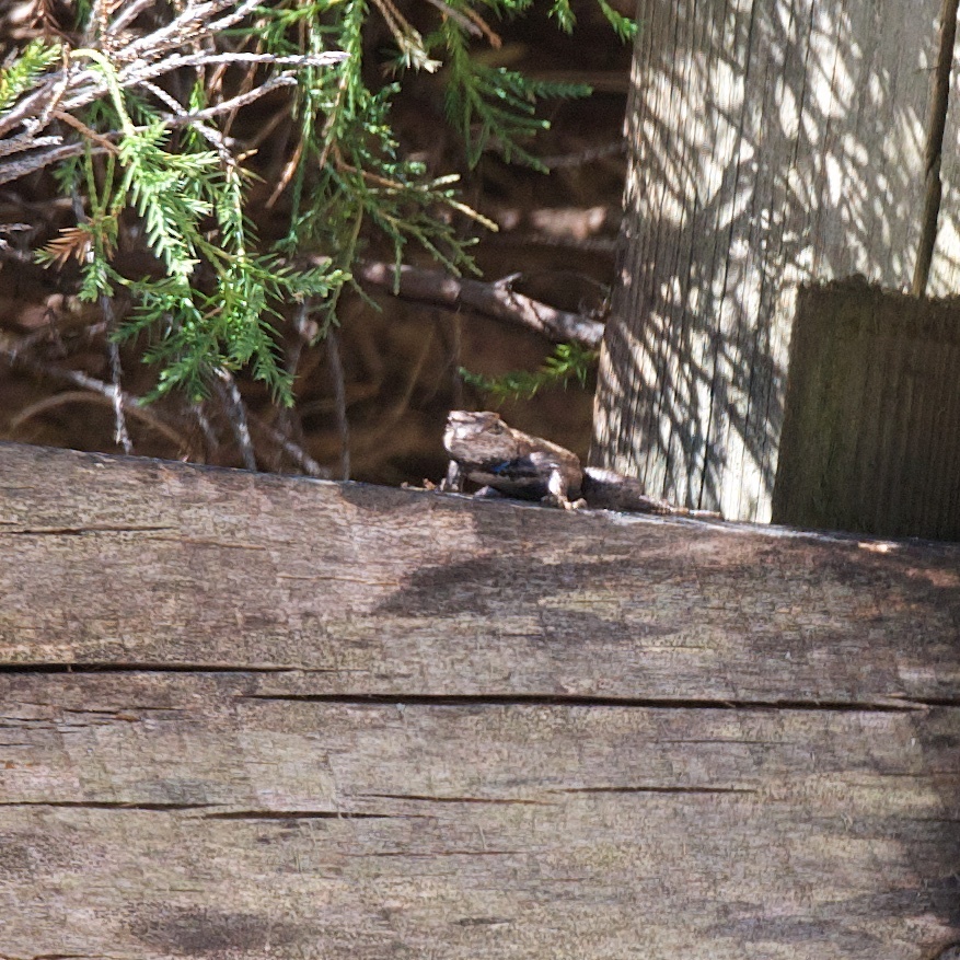 Eastern Fence Lizard from Clayton, NJ, USA on March 30, 2016 at 12:23 ...