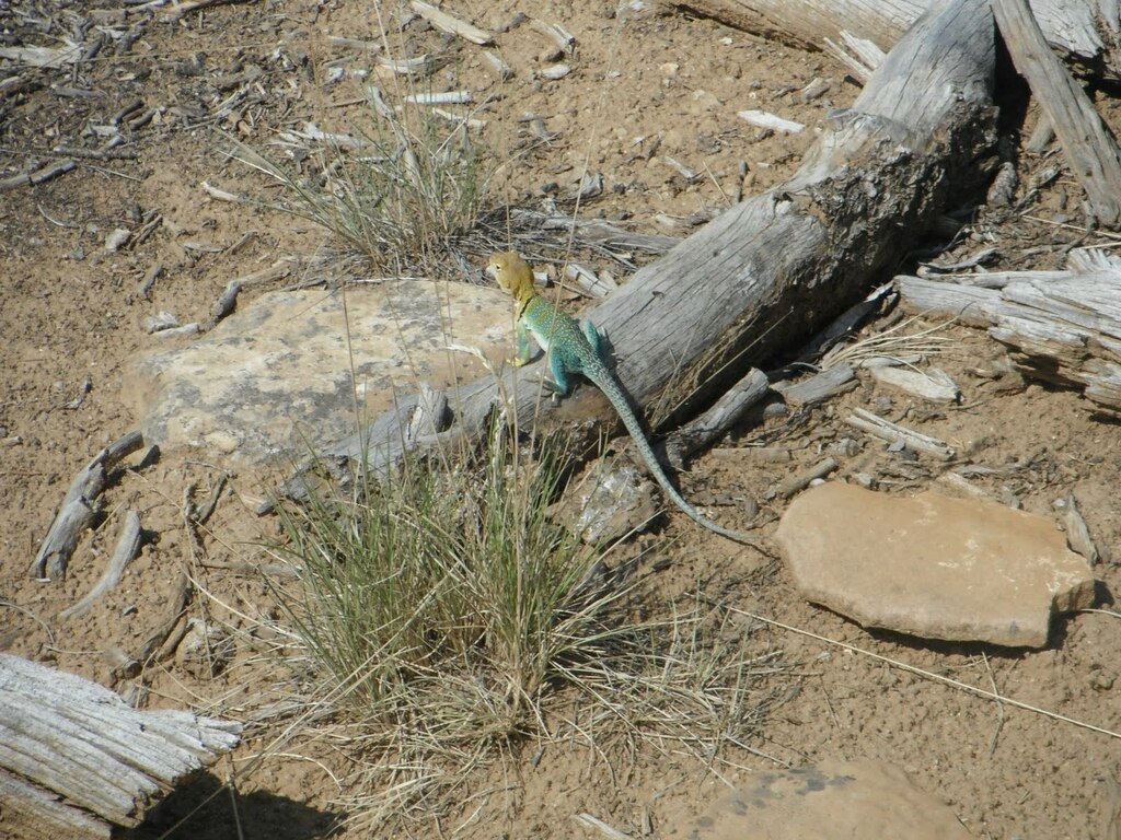 Eastern Collared Lizard from Mesa Verde National Park, Colorado, USA on ...