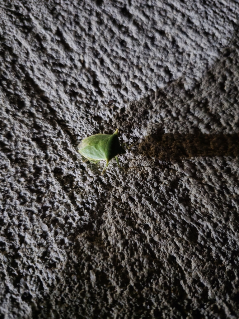 Loxa viridis from Oldsmar, FL, USA on January 26, 2025 at 06:39 PM by ...