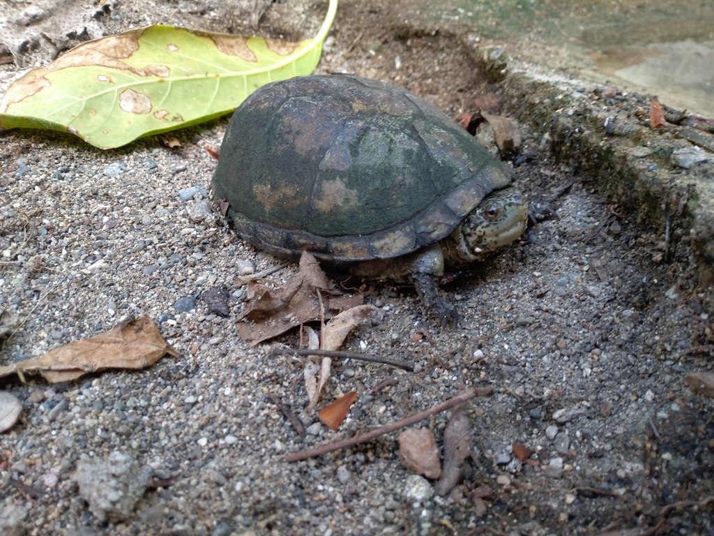 Mexican Mud Turtle from San Blas, Nay., México on June 7, 2019 at 04:52 ...