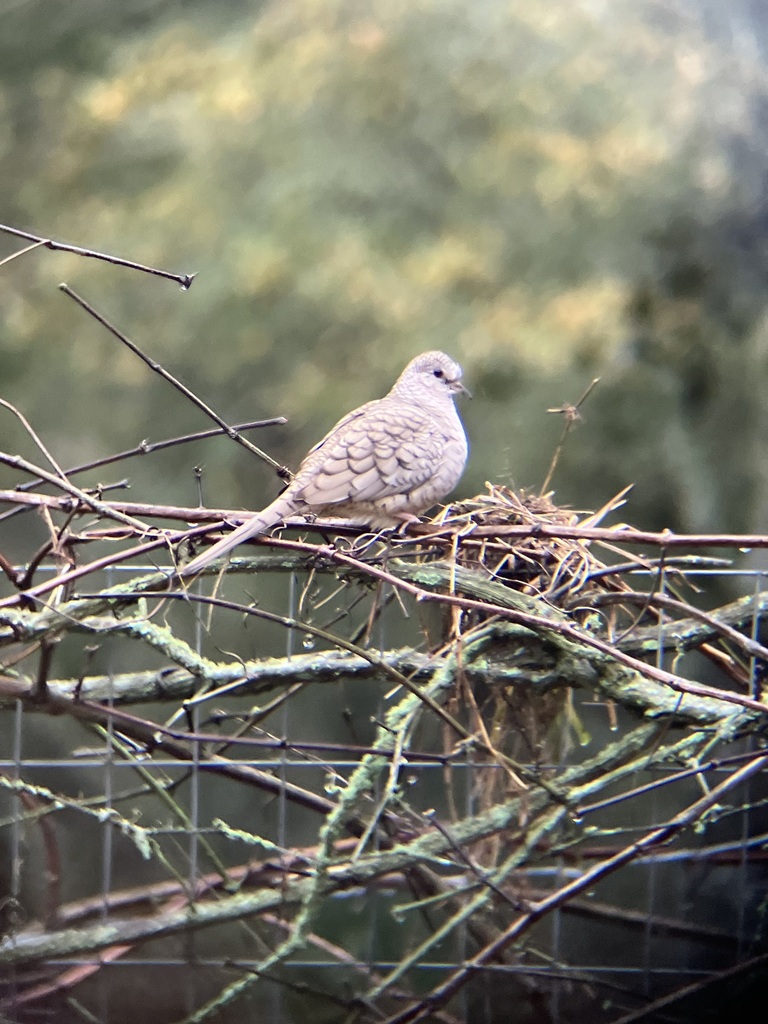 Inca Dove from Colorado County, TX, USA on January 26, 2025 at 04:33 PM ...