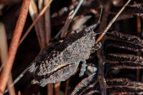 Genus Tettiella · iNaturalist