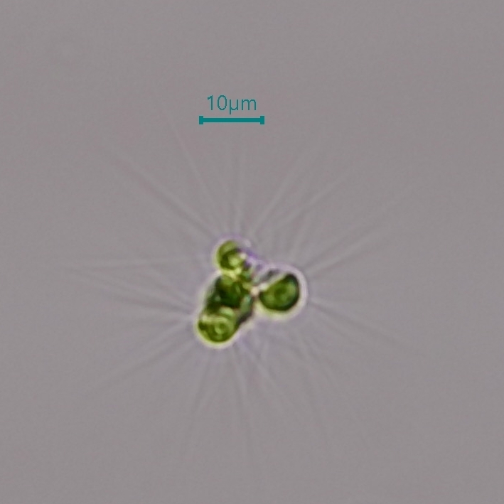 Micractinium pusillum from Mason Farm @ Morgan Creek on January 5, 2025 ...