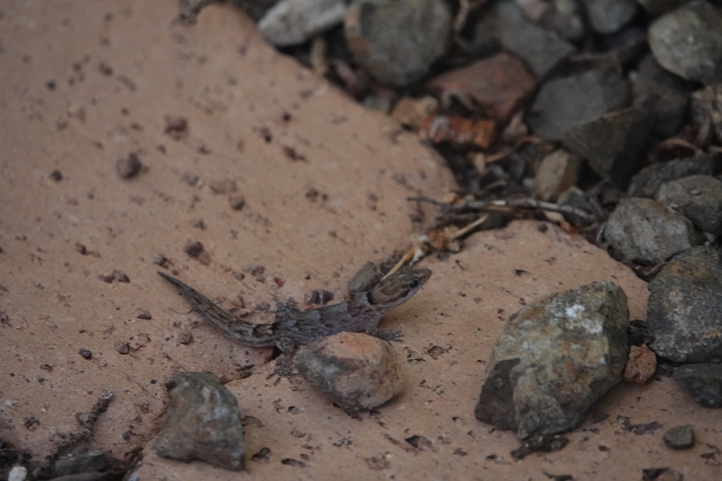 Antilles Gecko from Nieuw Nederland, Willemstad, Curaçao on January 26 ...