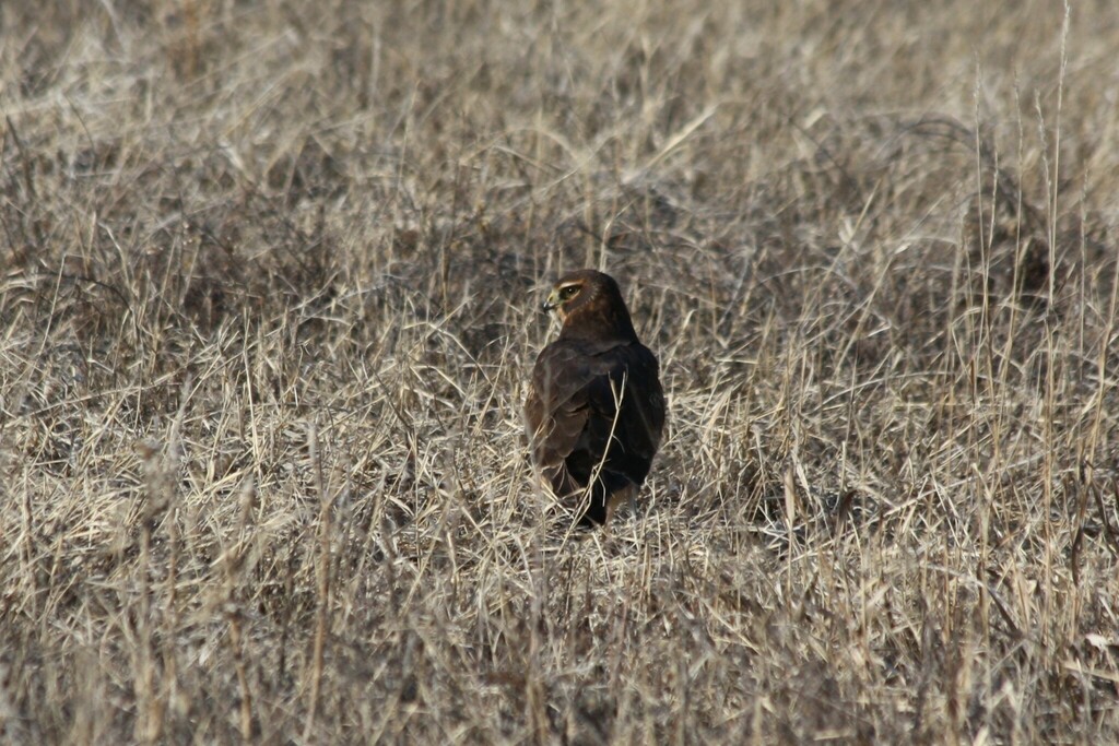 Northern Harrier from Arapahoe County, CO, USA on January 26, 2025 at ...