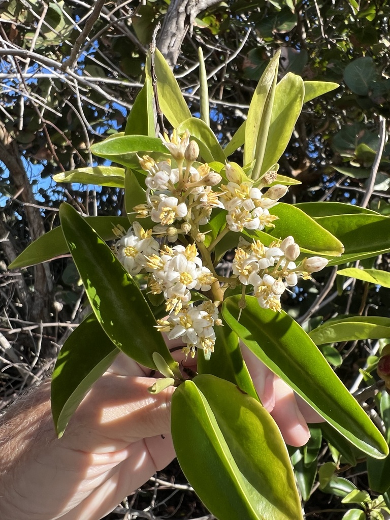 Marlberry from Hutchinson Island, Jensen Beach, FL, US on January 26 ...