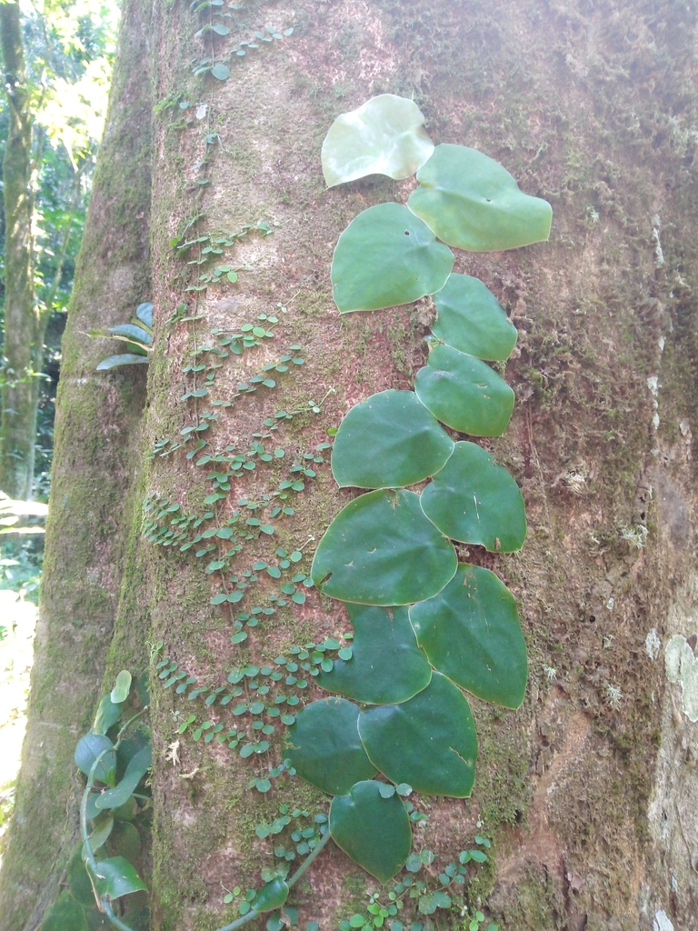 giant monstera from 86748 Tab., México on March 14, 2020 at 12:14 PM by ...