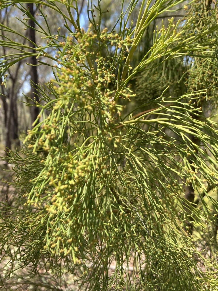 Cherry Ballart from Chiltern-Mt Pilot National Park, Chiltern, VIC, AU ...