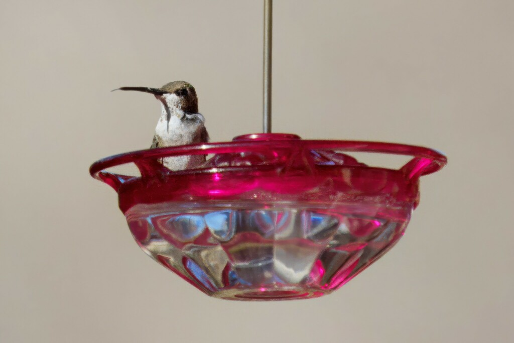 Black-chinned Hummingbird in January 2025 by Brandon Johnson · iNaturalist