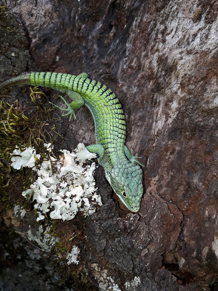 Terrestrial Arboreal Alligator Lizard in July 2019 by kilawea · iNaturalist