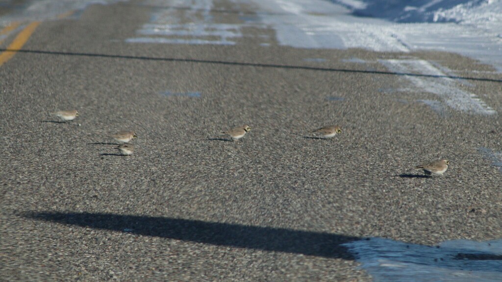 Utah Horned Lark from Madison County, ID, USA on January 25, 2025 at 09 ...