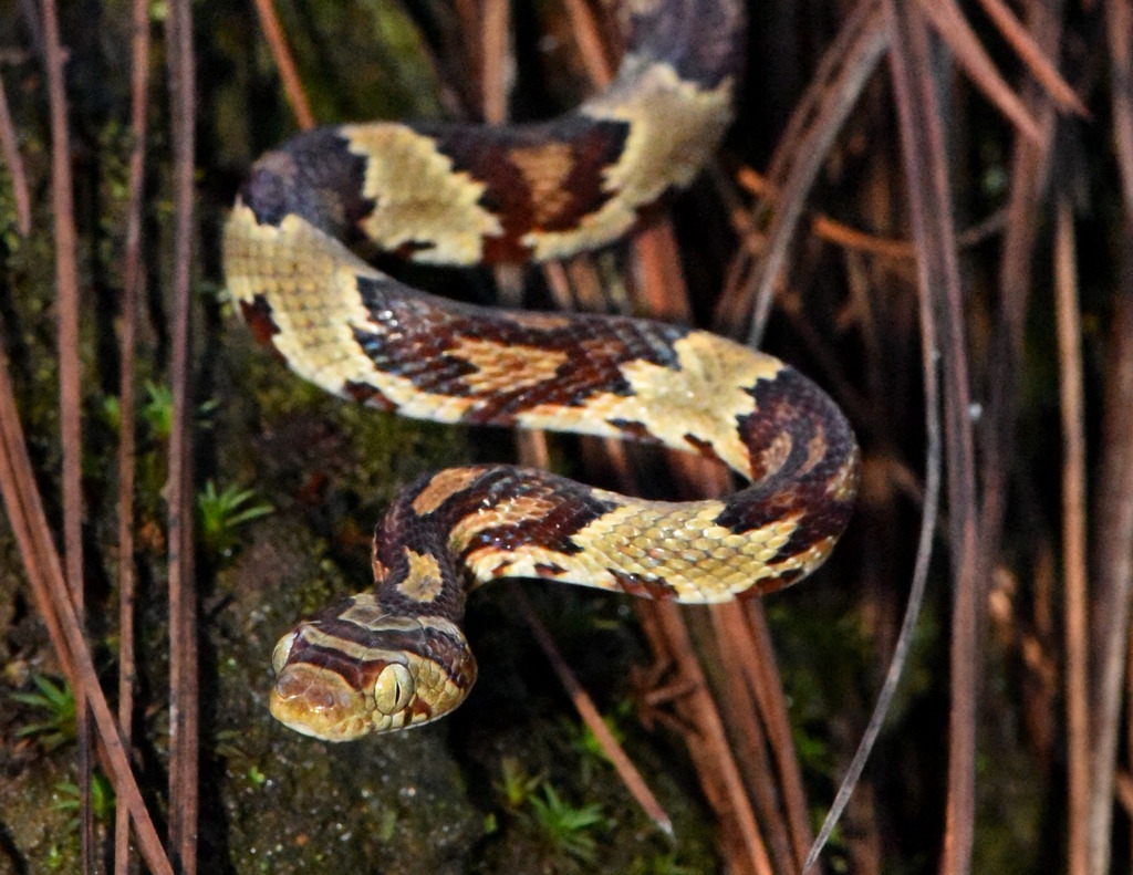 Lyre Snakes (Trimorphodon) - Snakes and Lizards
