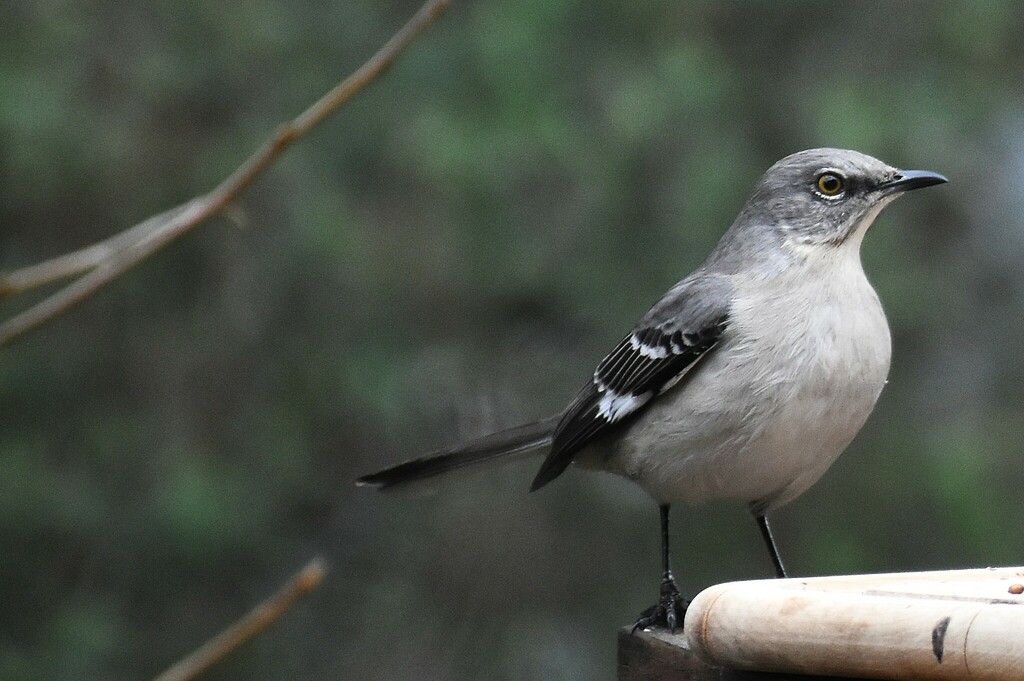 Northern Mockingbird from Mountain Park, GA, USA on January 26, 2025 at ...