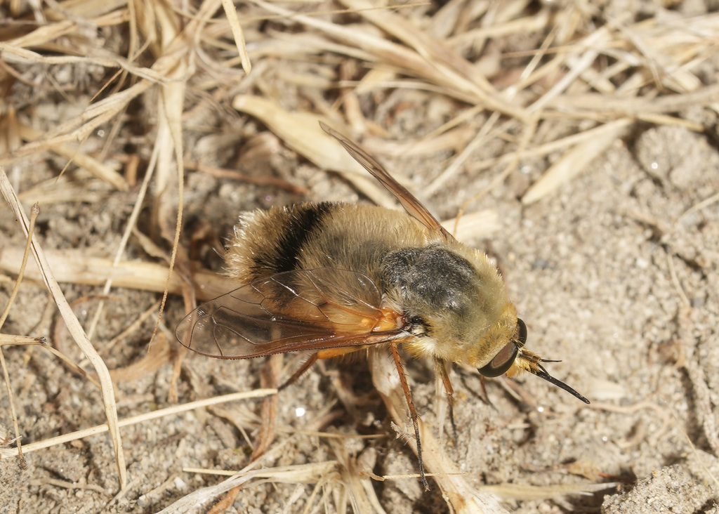 Lordotus from Duportail Trail, Richland, WA, USA on September 9, 2024 ...
