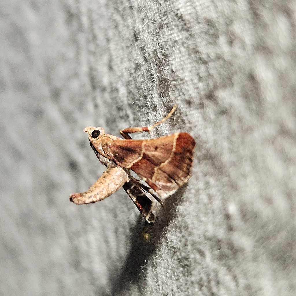 Wattle Gall Moth from Taperoo SA 5017, Australia on January 26, 2025 at ...